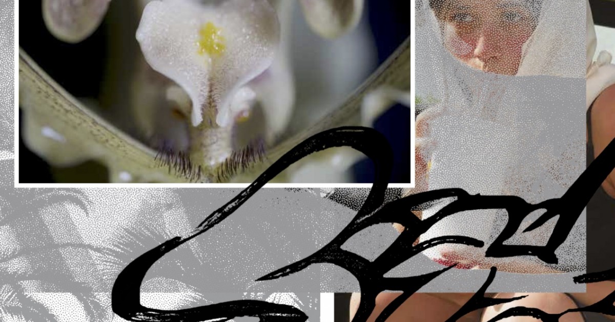 Festival Parallèle 13 | La Relève 5, In Memory of My Feelings*